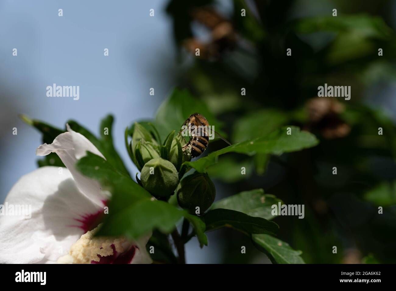 Good for bees and pollinating insects hi-res stock photography and ...