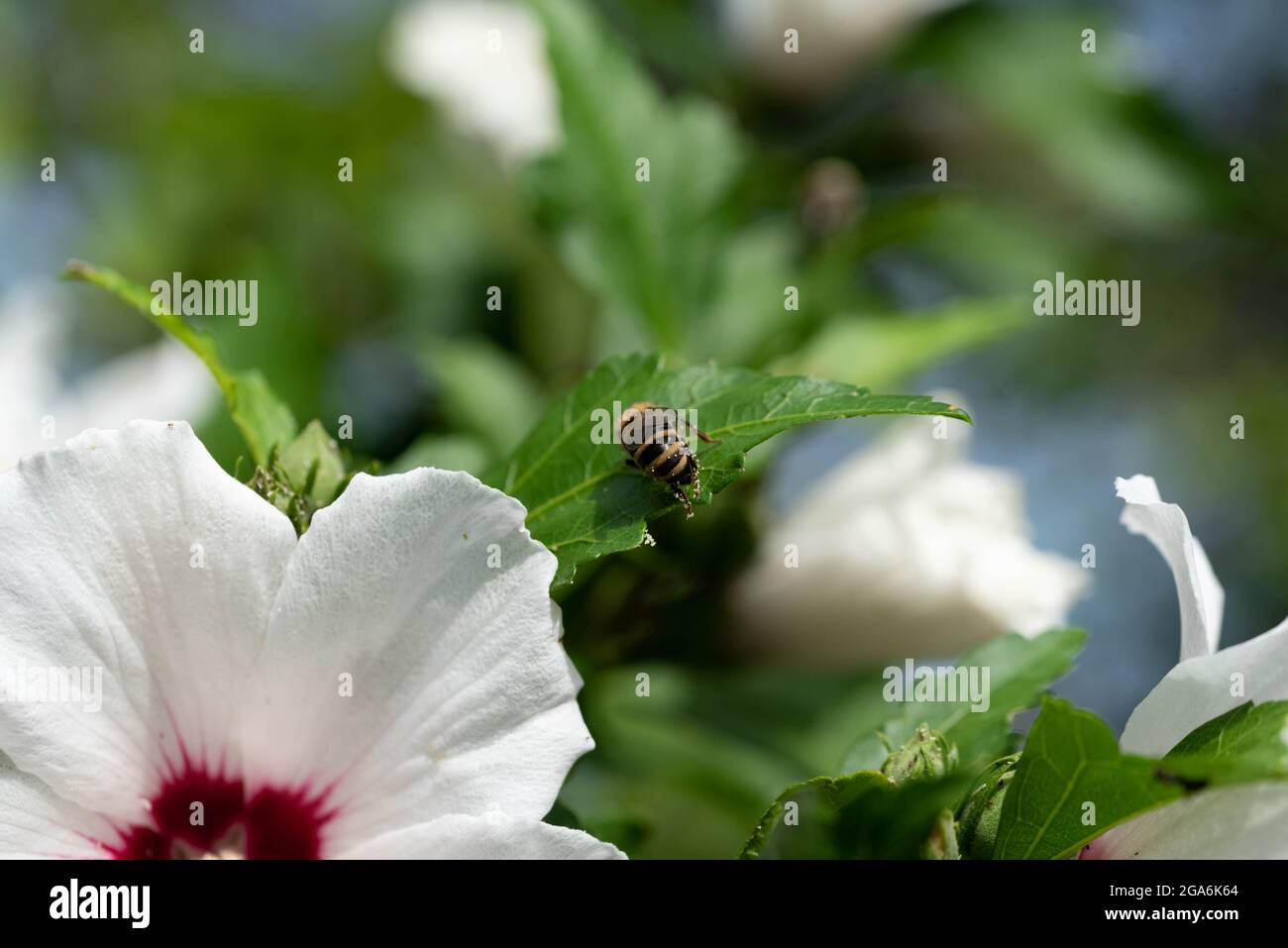 Bees collecting pollen from large flowers. Working insects on a macro ...