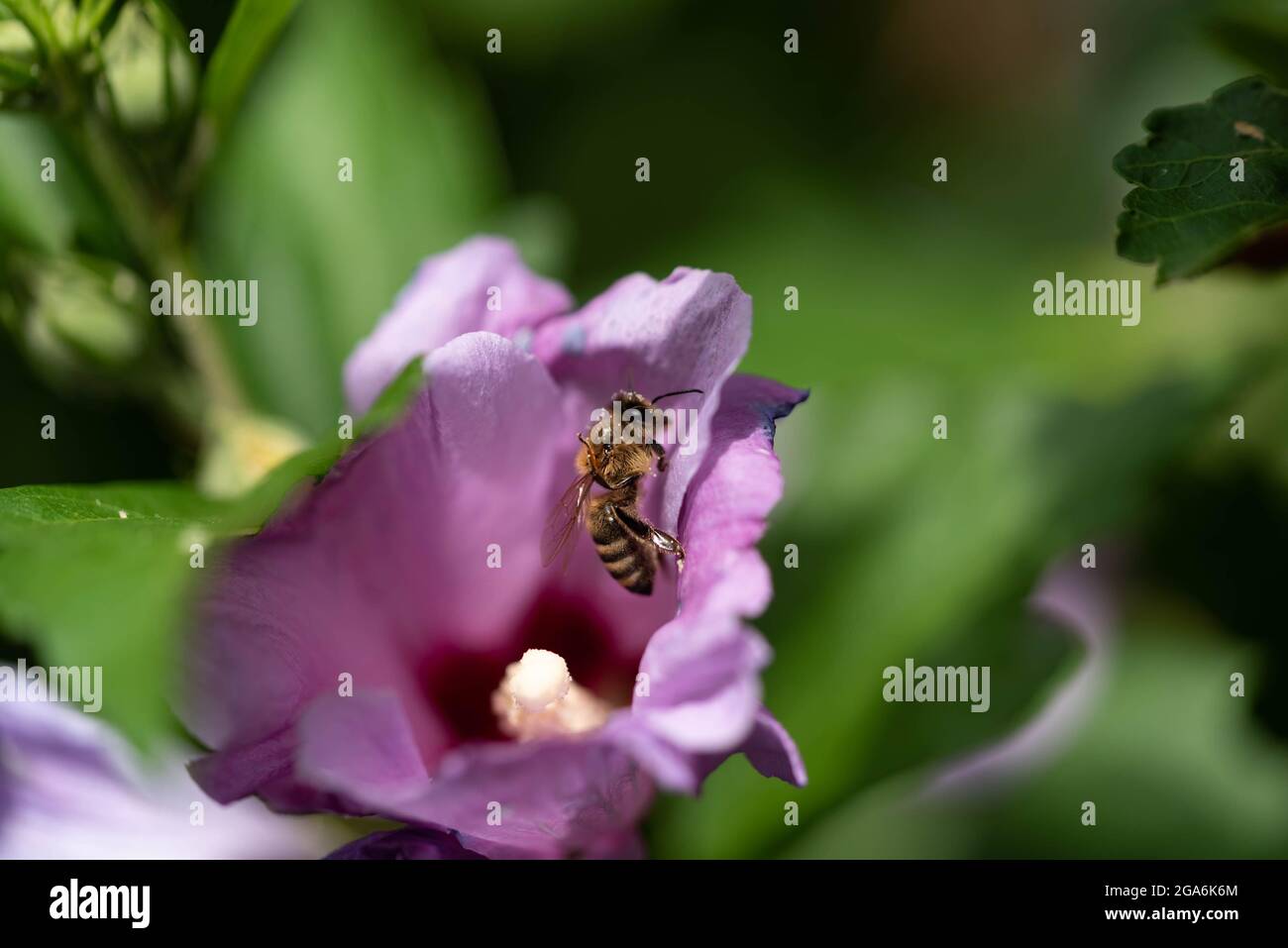 Bees collecting pollen from large flowers. Working insects on a macro ...