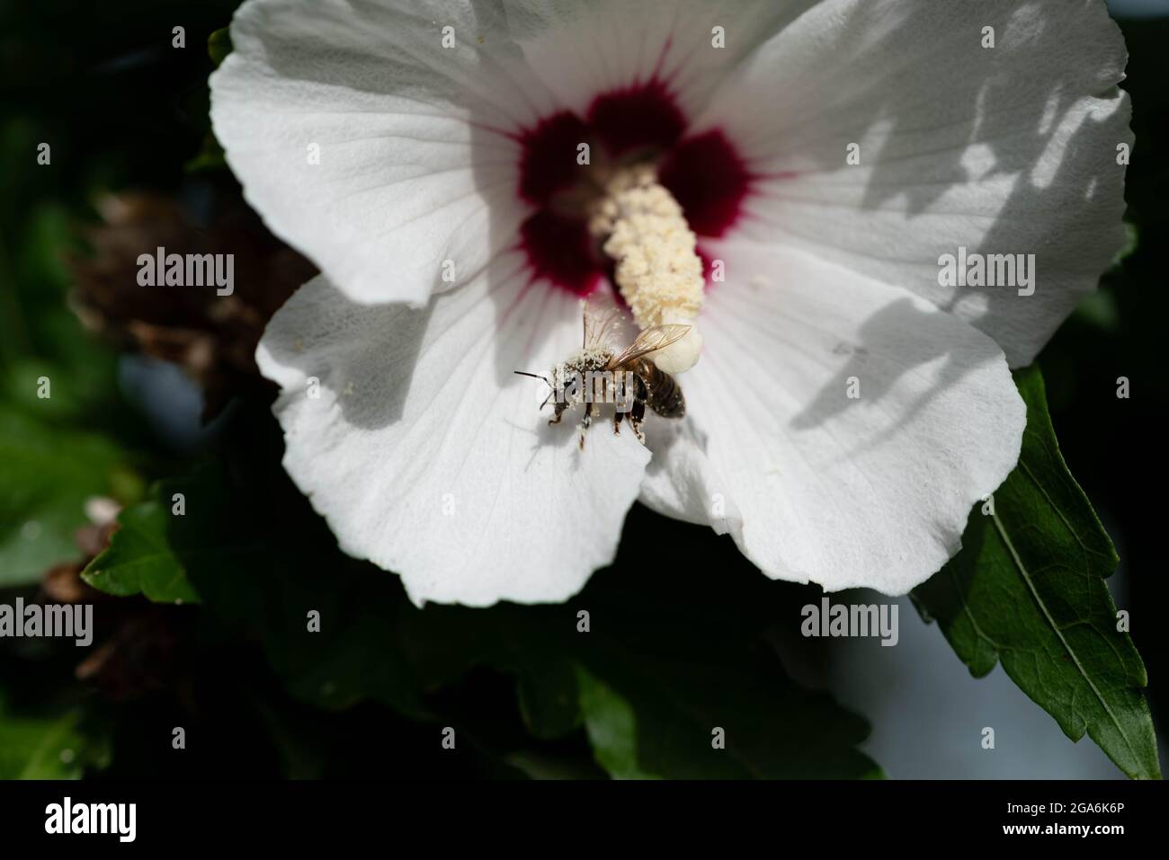 Good for bees and pollinating insects hi-res stock photography and ...