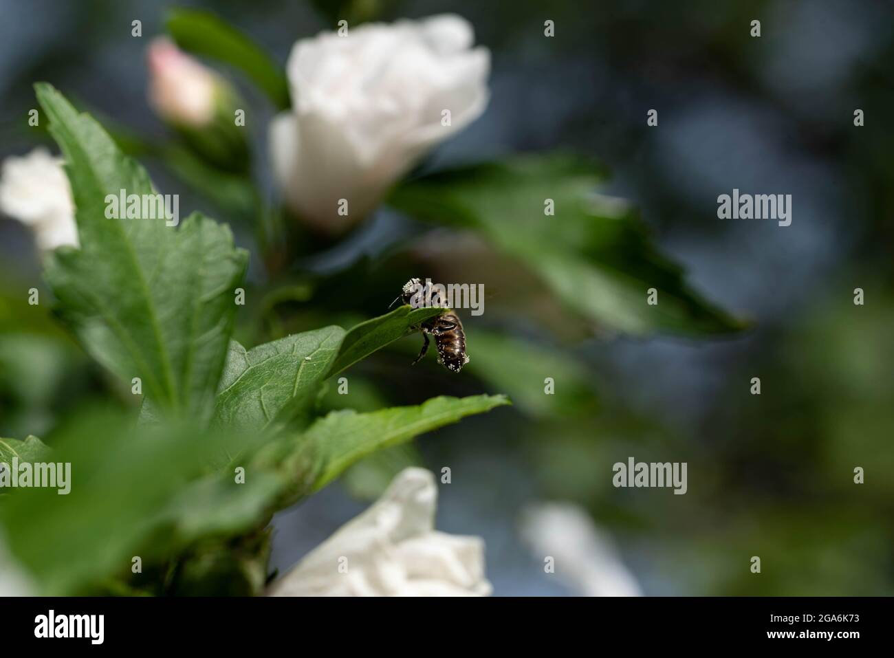 Bees collecting pollen from large flowers. Working insects on a macro ...