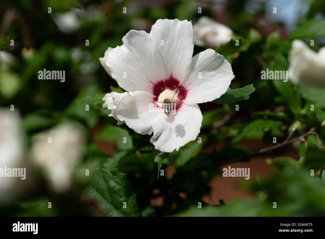 Bees collecting pollen from large flowers. Working insects on a macro ...