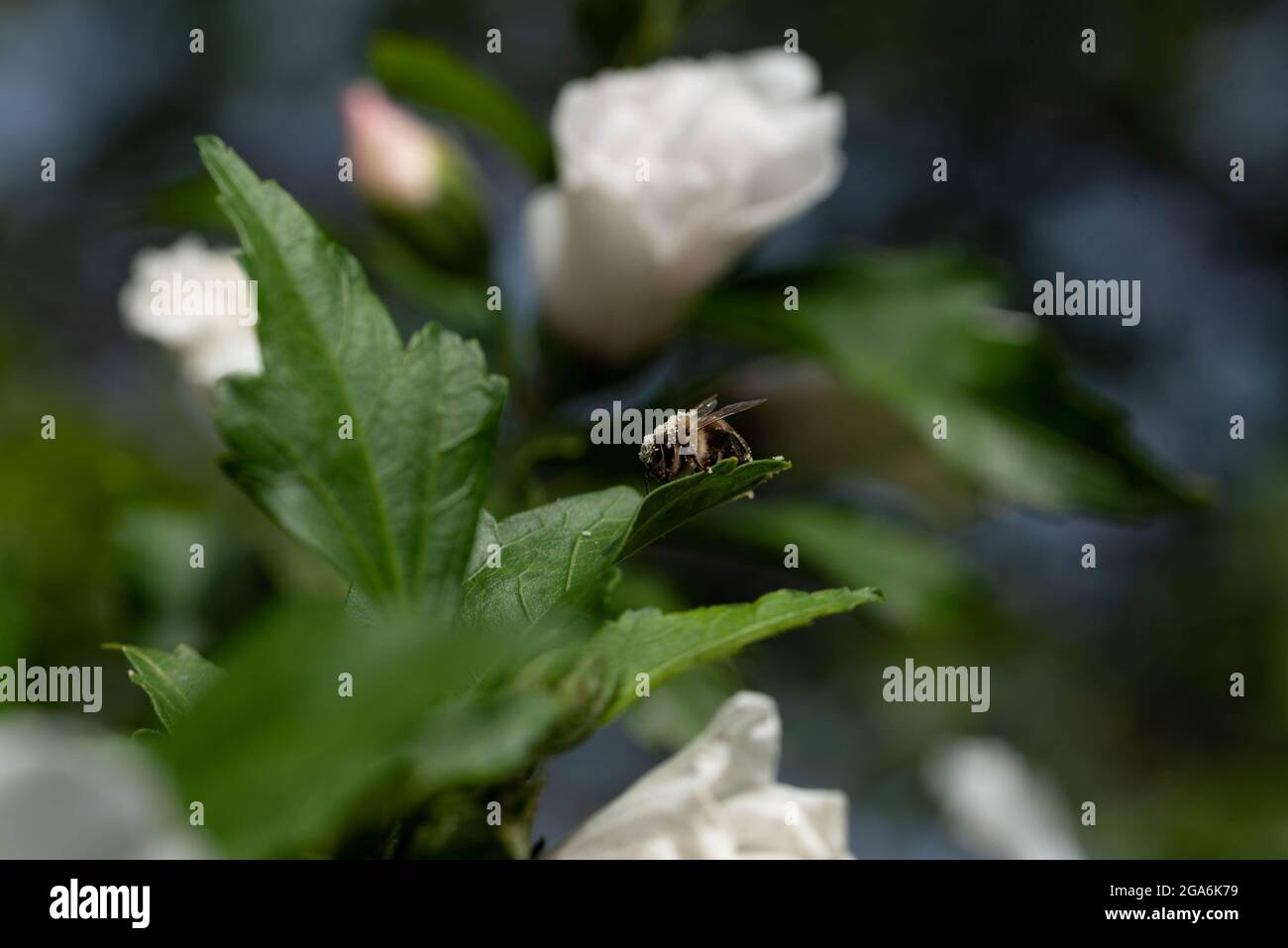 Bees collecting pollen from large flowers. Working insects on a macro ...
