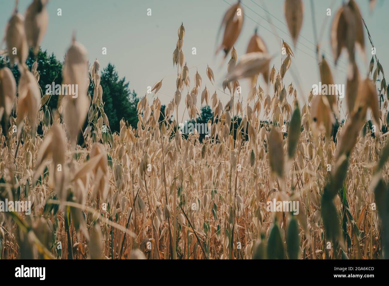 Oat fiber hi-res stock photography and images - Alamy