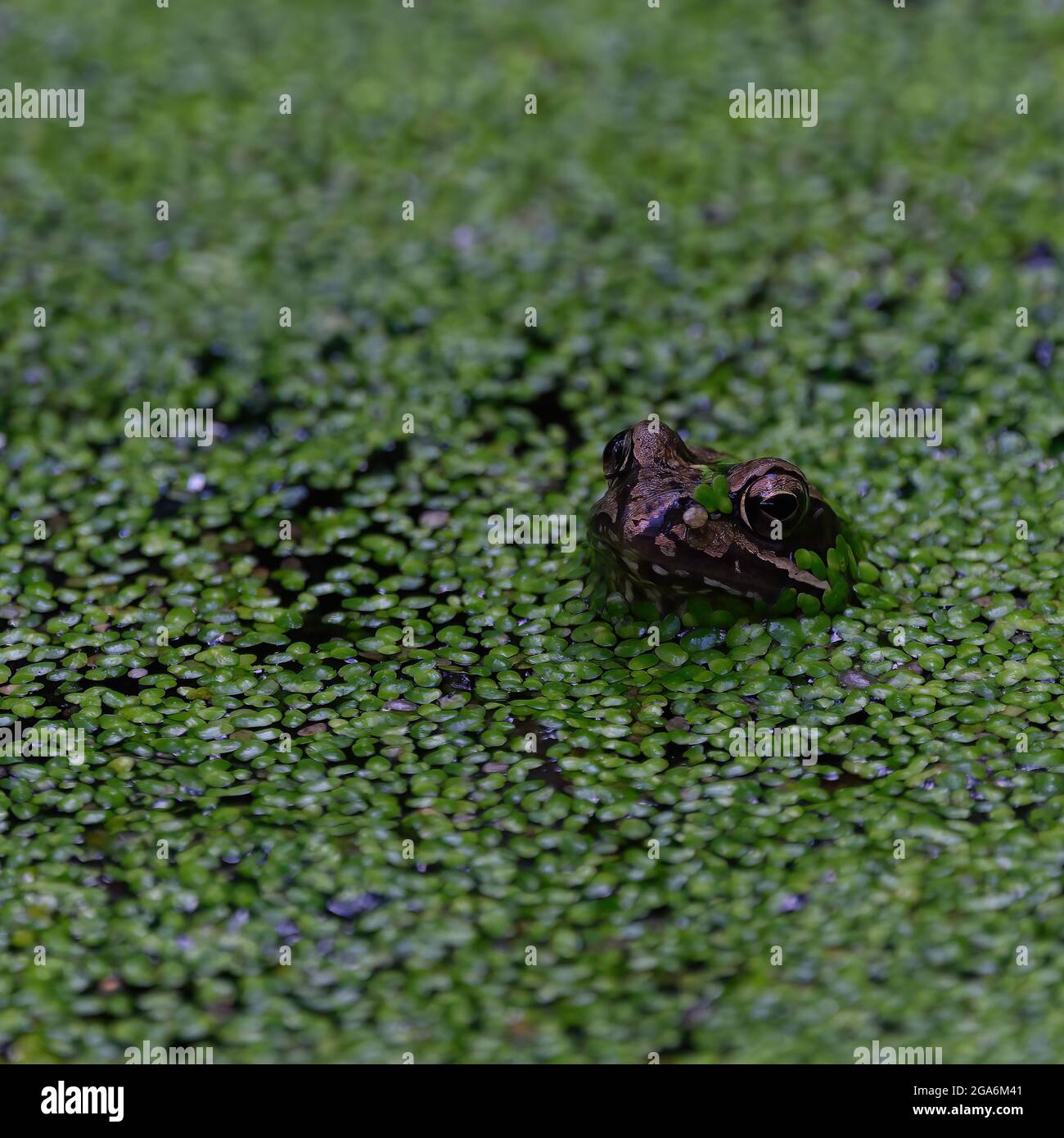 Frog eyes above water hi-res stock photography and images - Alamy