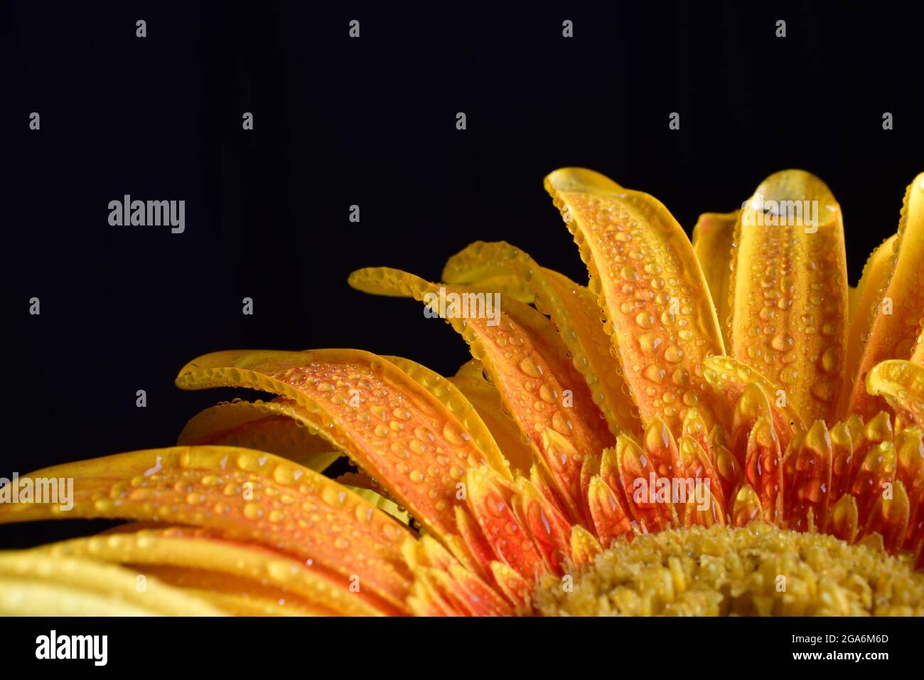 close up of yellow flower with water drop Stock Photo - Alamy