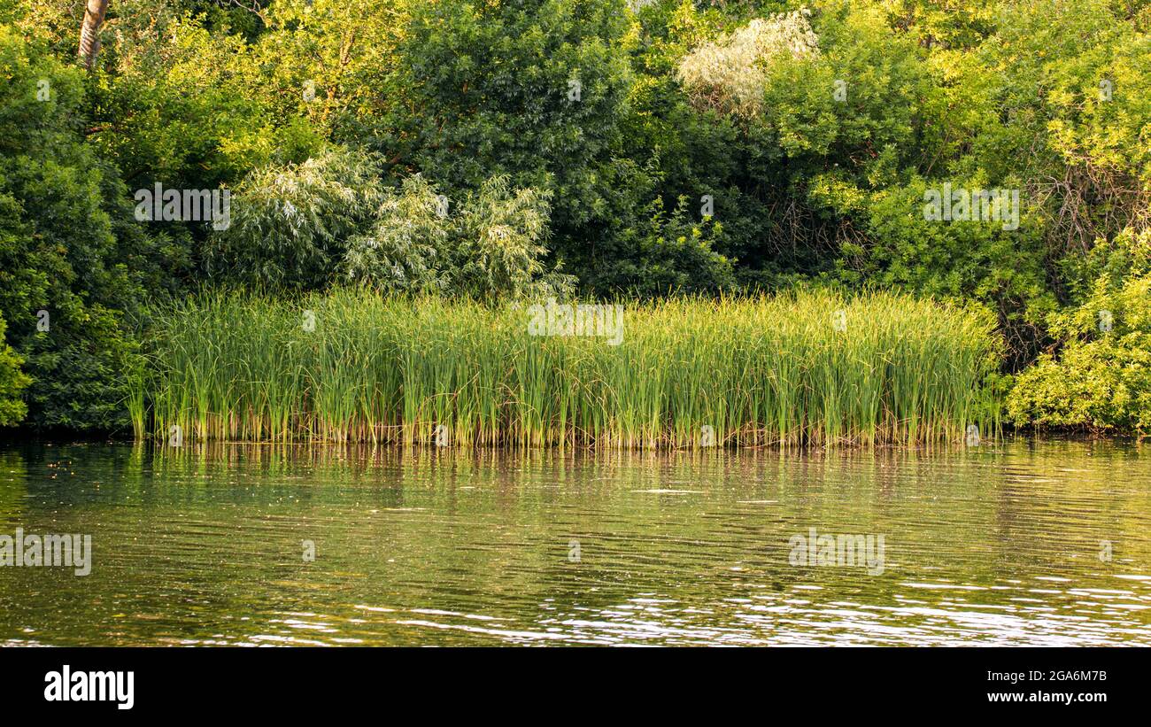 Landscape image of green reeds and thickets of trees on the river bank ...