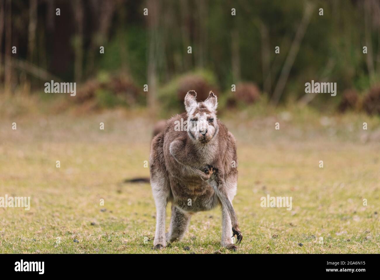 Kangaroo sitting hi-res stock photography and images - Alamy