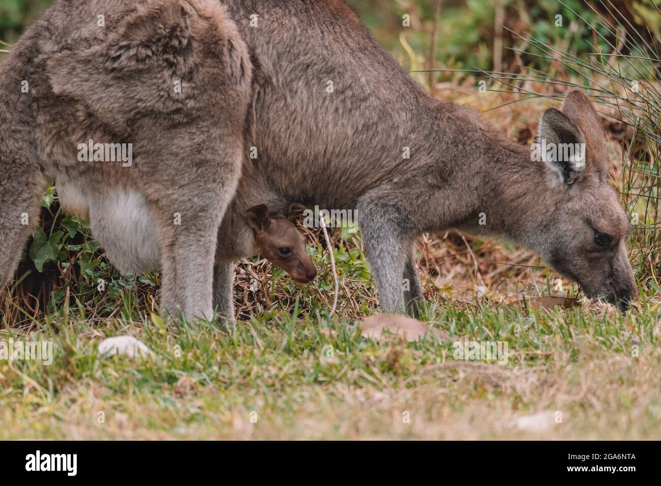 Australian kangaroo hi-res stock photography and images - Alamy