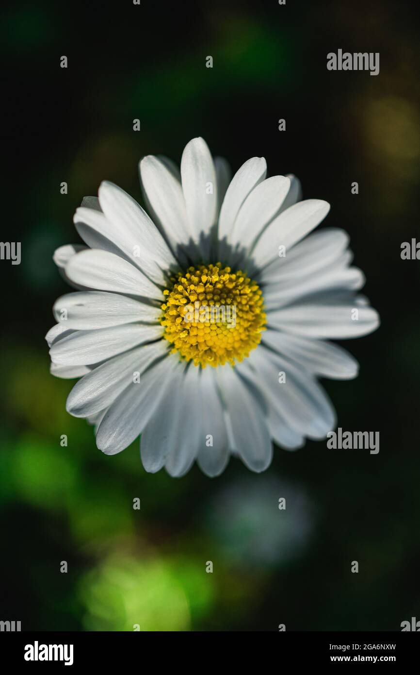 English white daisy hi-res stock photography and images - Alamy