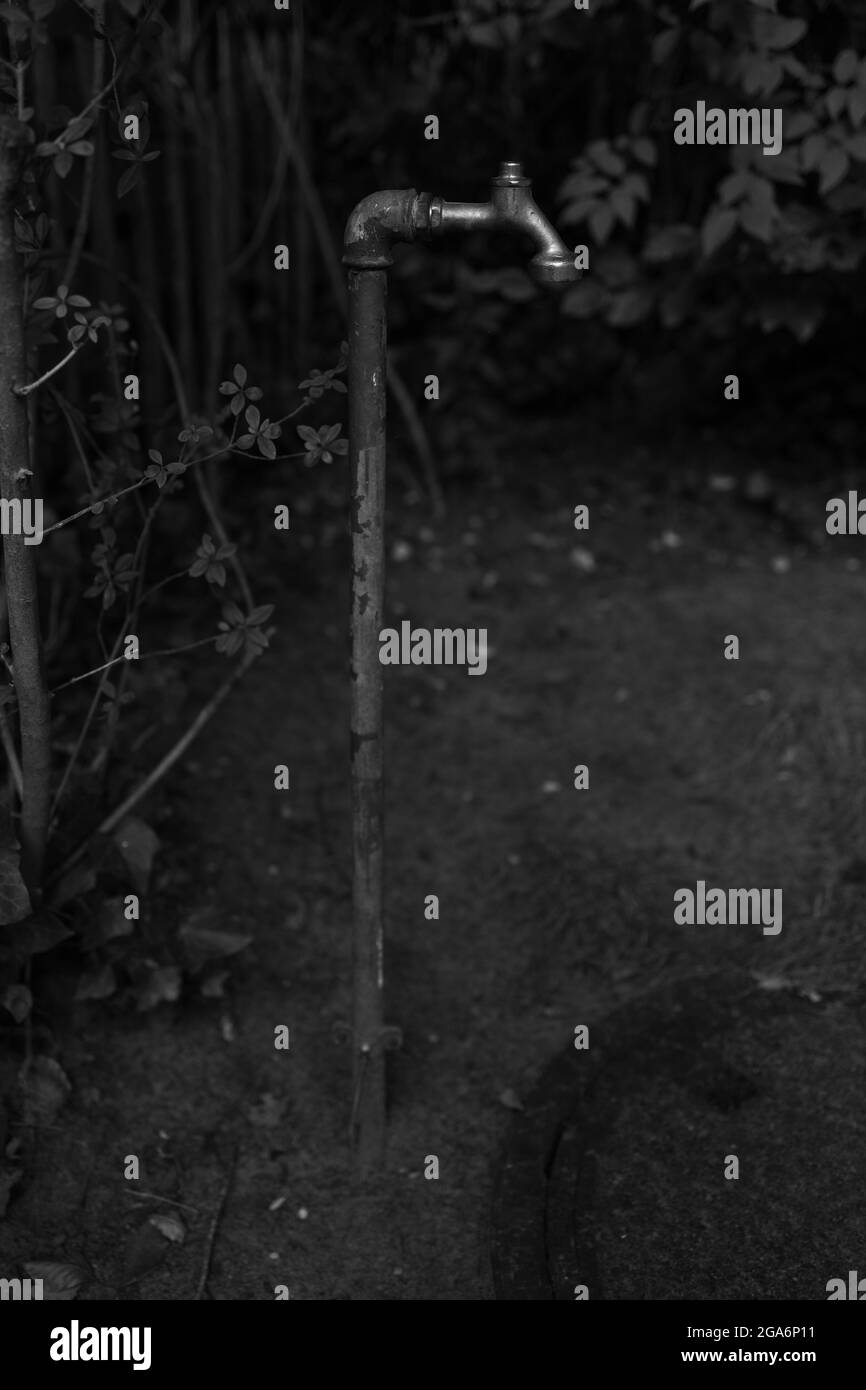 A Water tap stands in the forest Stock Photo - Alamy