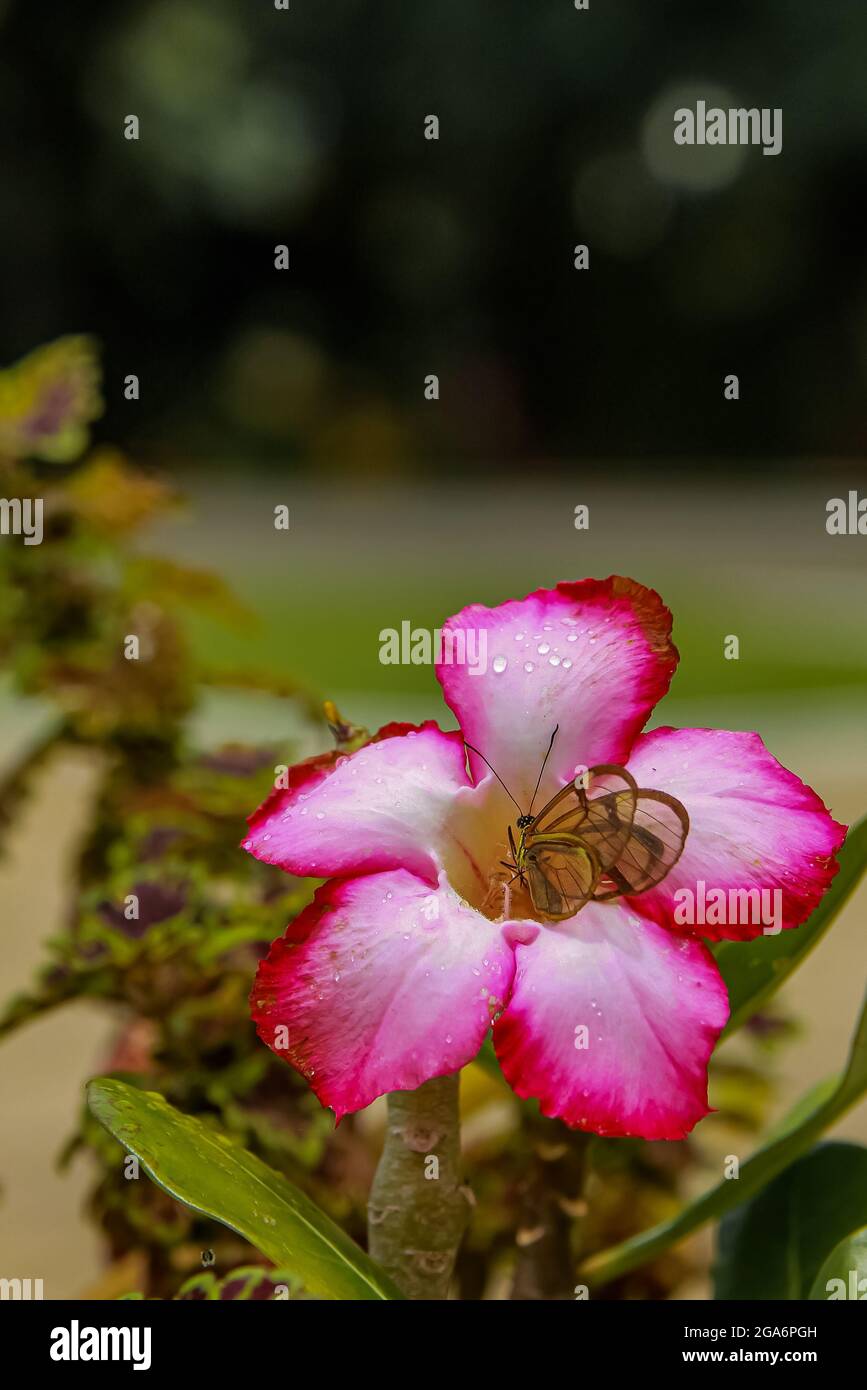 Desert rose moth hi-res stock photography and images - Alamy