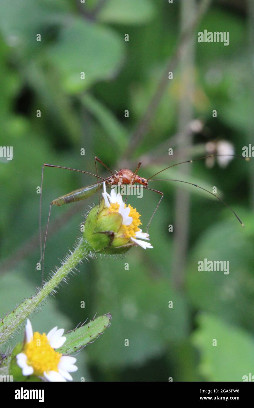 Mosquito hawk hi-res stock photography and images - Alamy