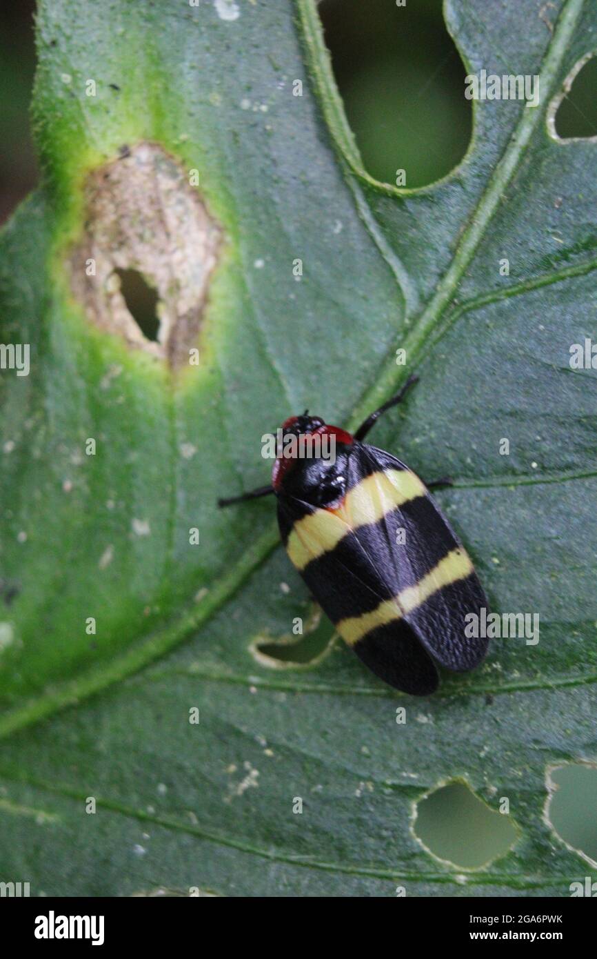 Two lined spittlebug prosapia bicincta hi-res stock photography and ...