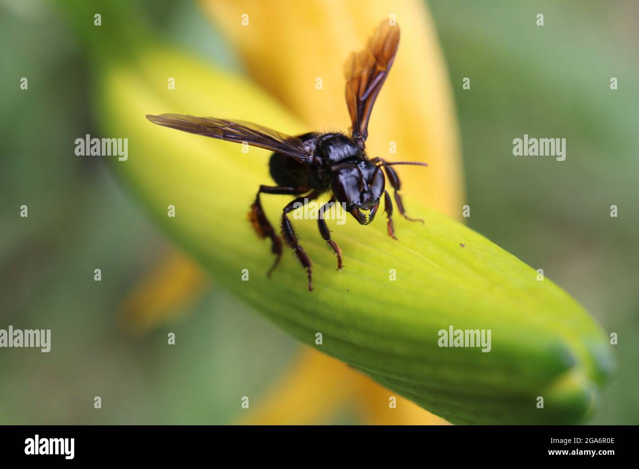 Macro shot of a great black wasp with open wings on a green bud Stock ...
