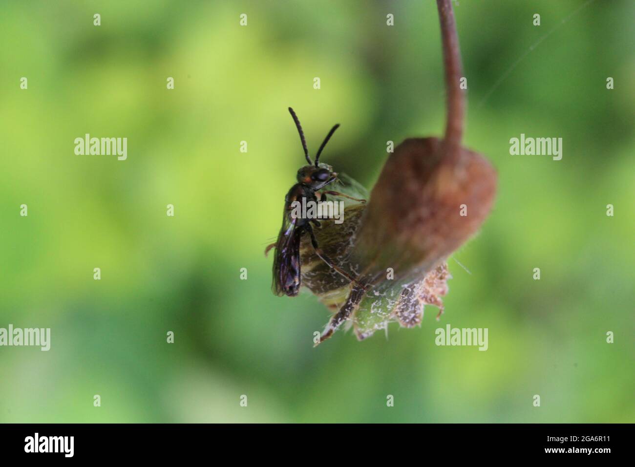 Macro shot of a Tiphia femorata wasp on a flower bud Stock Photo - Alamy