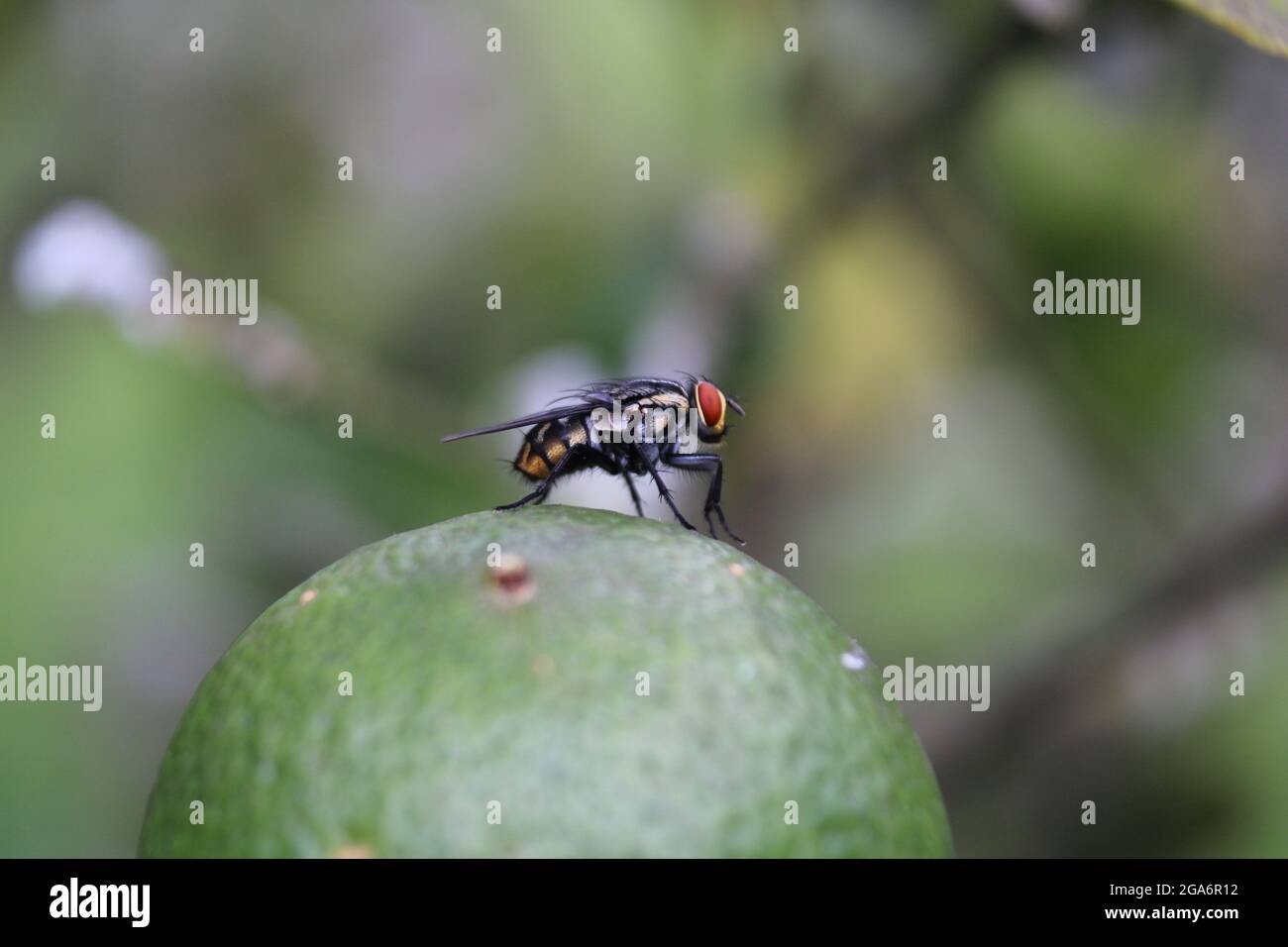 Macro shot of a fly on a green mango f Stock Photo - Alamy