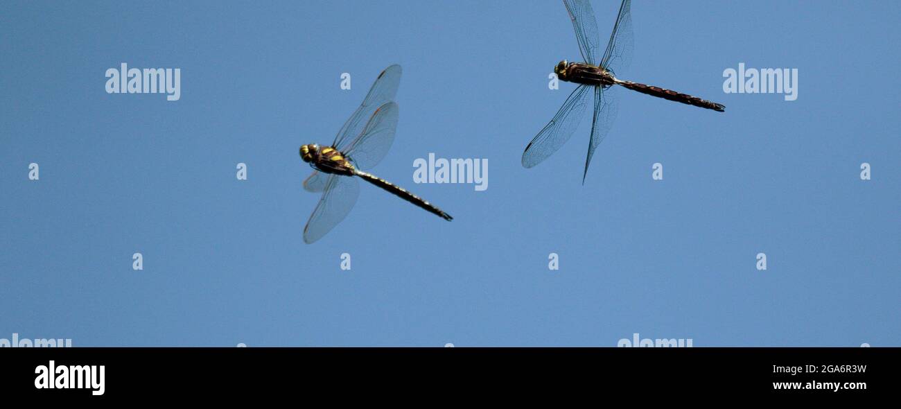 Common Hawker Dragonfly Stock Photo - Alamy