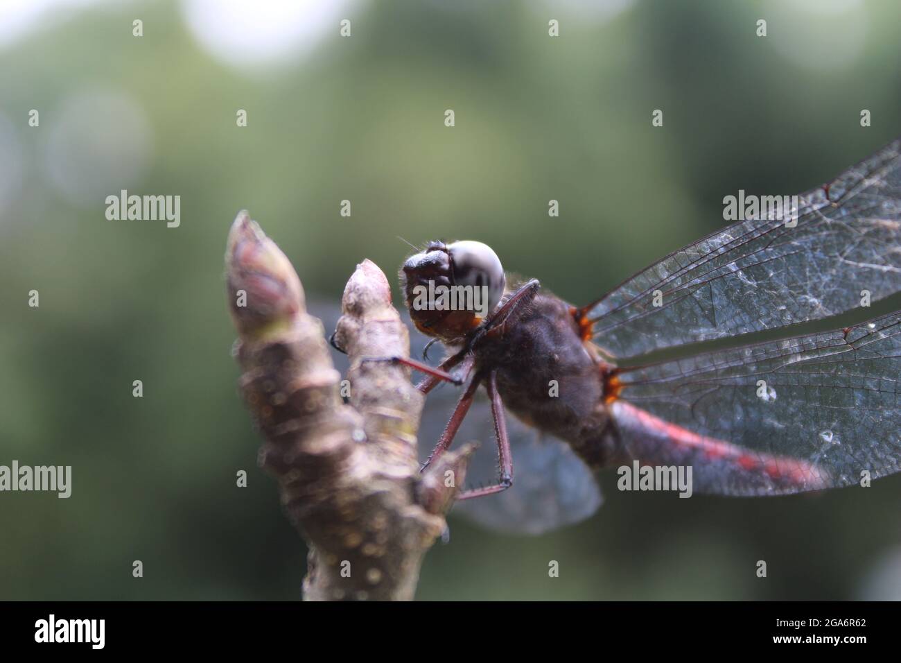 Macro shot of a beautiful dragonfly with a red abdomen on a twig Stock ...