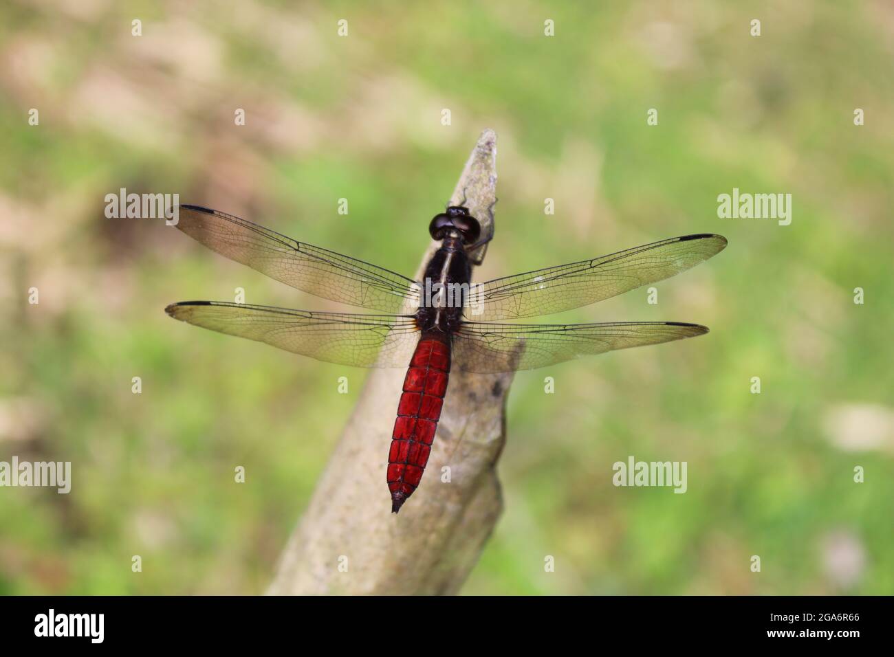 With a very elongated abdomen hi-res stock photography and images - Alamy