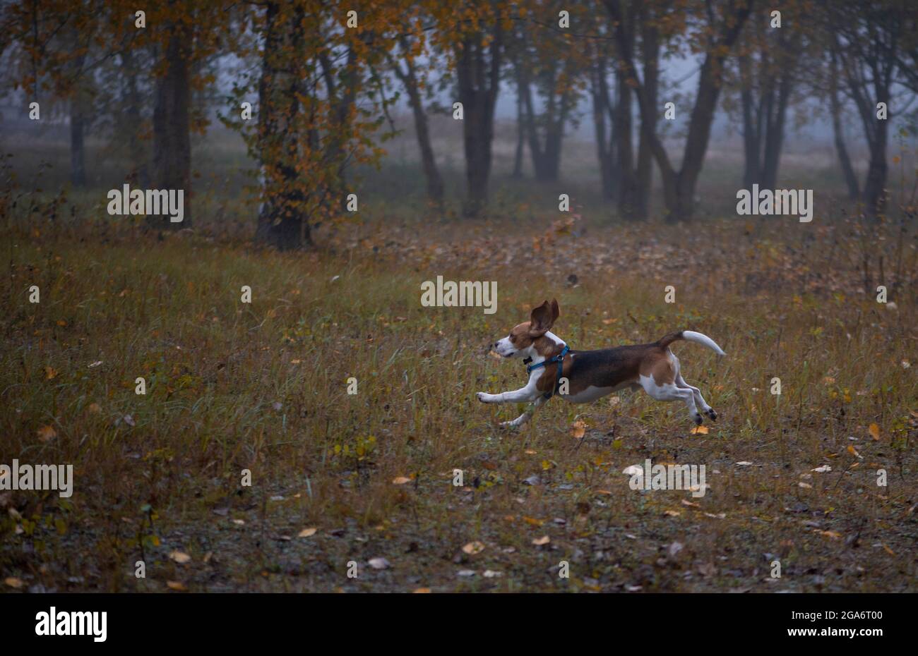 Happy funny beagle dog running in autumn meadow or park Stock Photo - Alamy