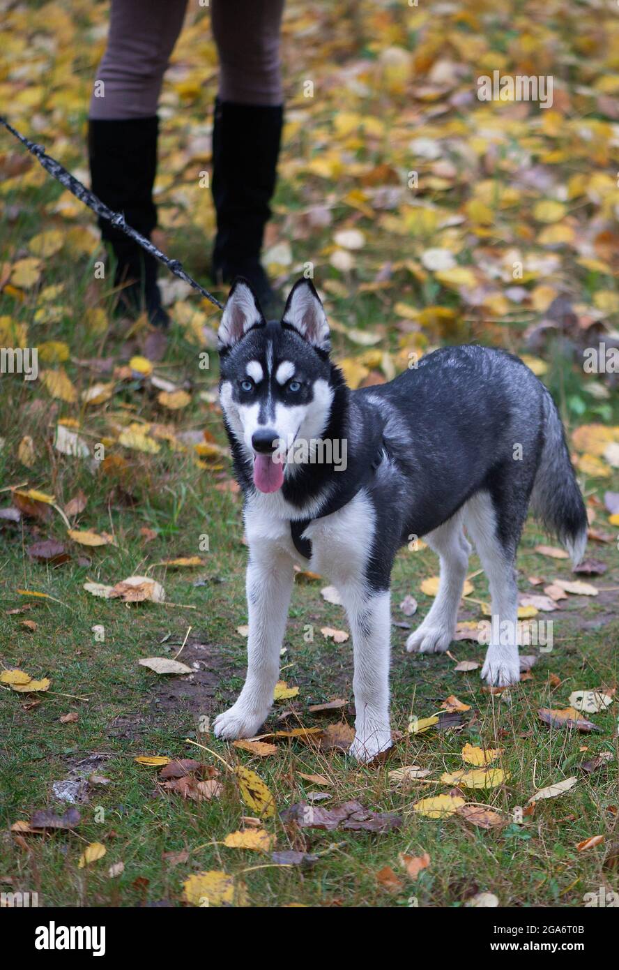 Beautiful siberian husky dog with blue eyes Stock Photo - Alamy