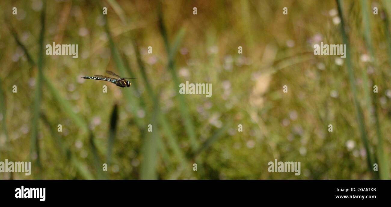 Four winged insects hi-res stock photography and images - Alamy