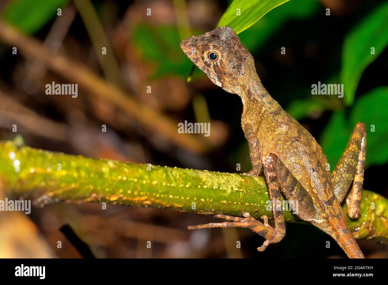 Brown-patched Kangaroo Lizard, Wiegmann's Agama,Otocryptis wiegmanni ...