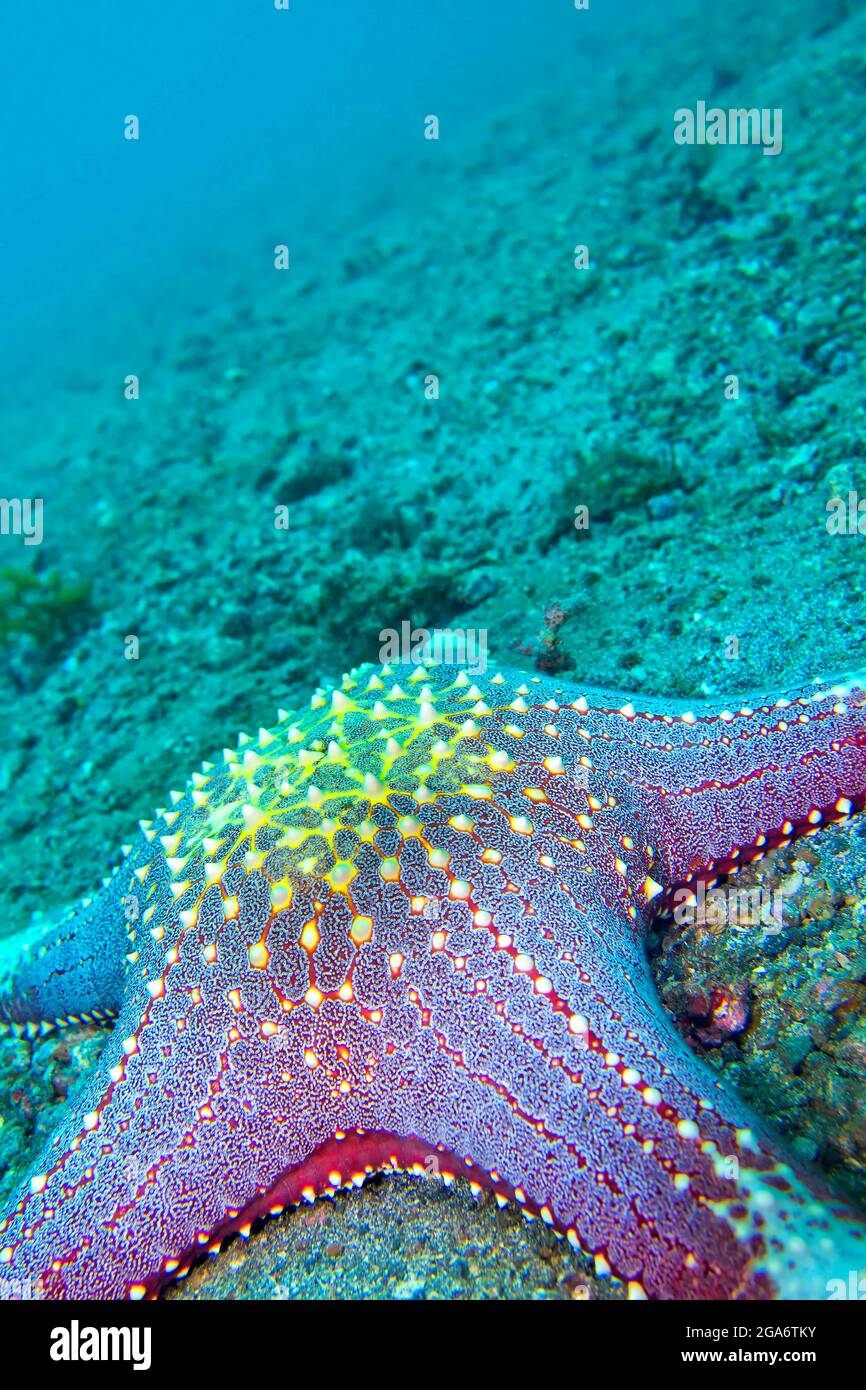Sea Star, Red tubercled Sea Star, Pentaceraster sp., Lembeh, North Sulawesi, Indonesia, Asia ...