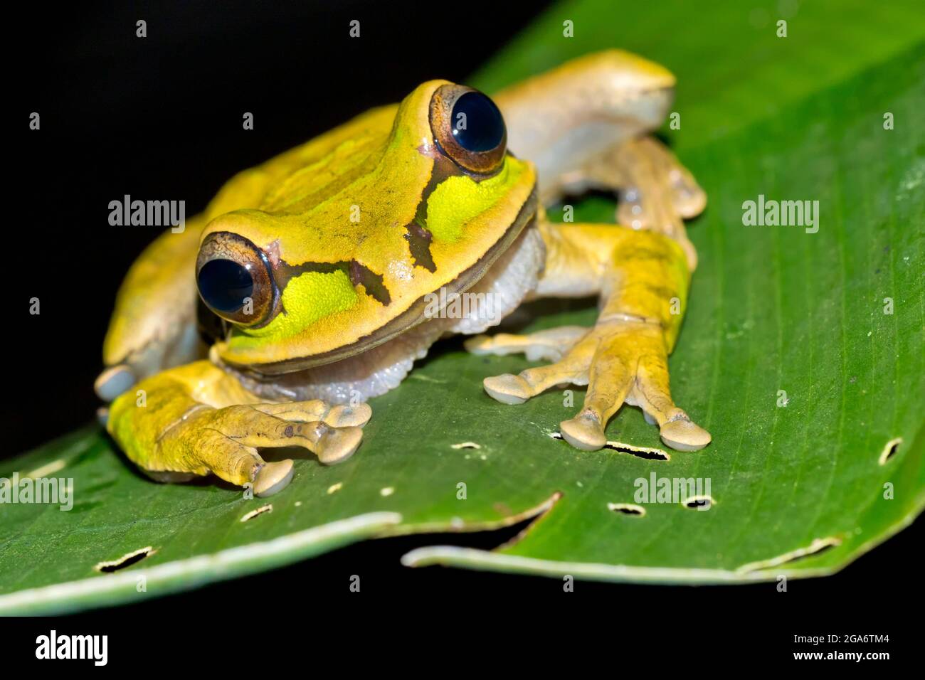 New Granada Cross-banded Tree Frog, Smilisca phaeota, Tropical ...