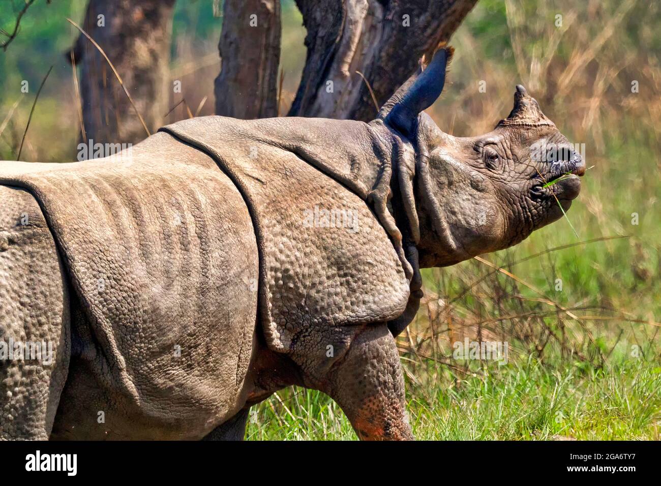 Greater One-horned Rhinoceros, Indian Rhinoceros, Asian Rhino ...