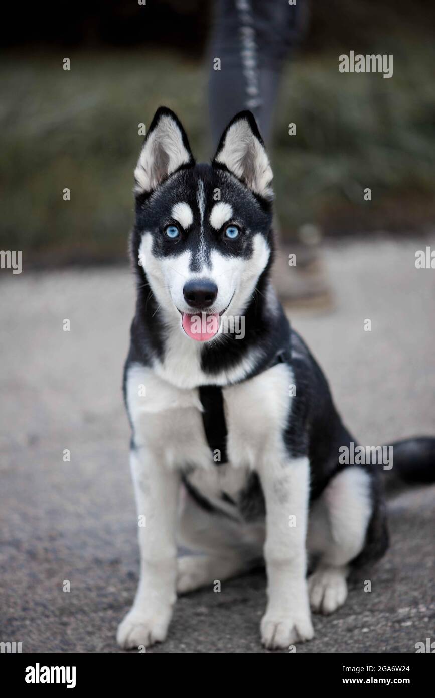 Beautiful siberian husky dog with blue eyes Stock Photo - Alamy