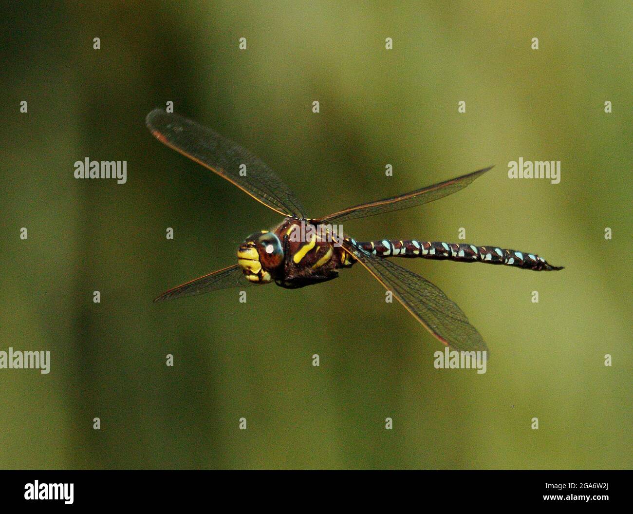 Common Hawker Dragonfly Stock Photo - Alamy