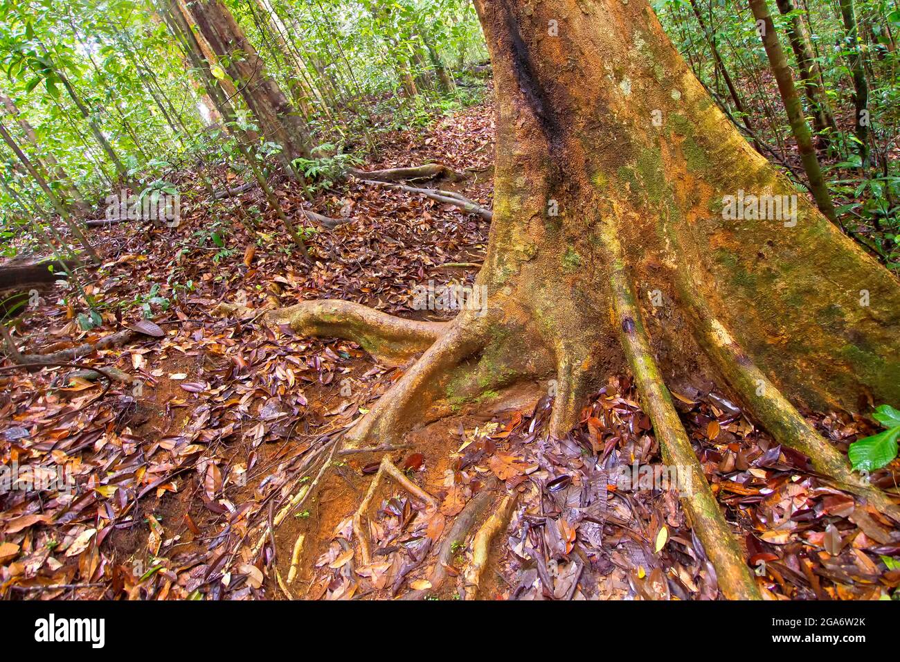Old trees and Roots, Sinharaja National Park Rain Forest, Sinharaja ...