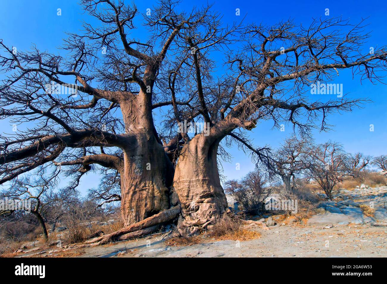 Baobab Tree, Adansonia digitata, Chobe National Park, Botswana, Africa ...