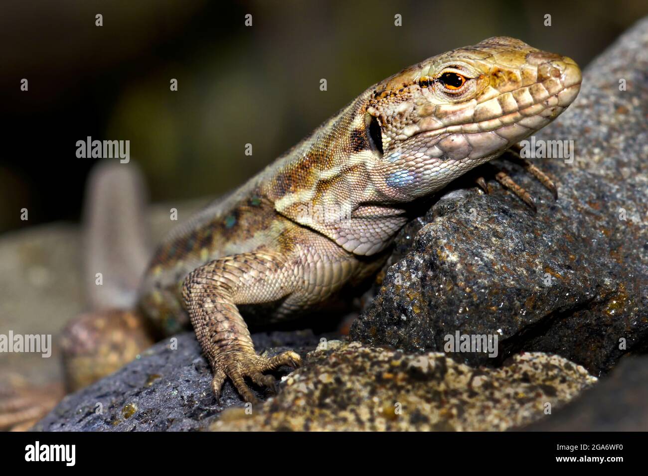 La Palma lizard, Sizeable lizard, Wall lizard, Lagarto Tizón, Gallotia ...