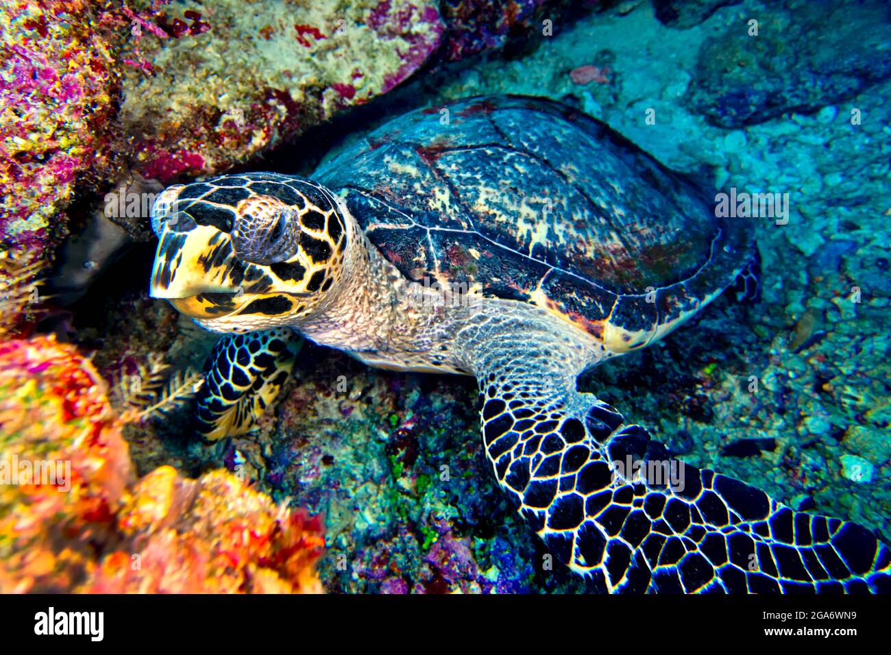 Turtle indonesia colorful coral hi-res stock photography and images - Alamy
