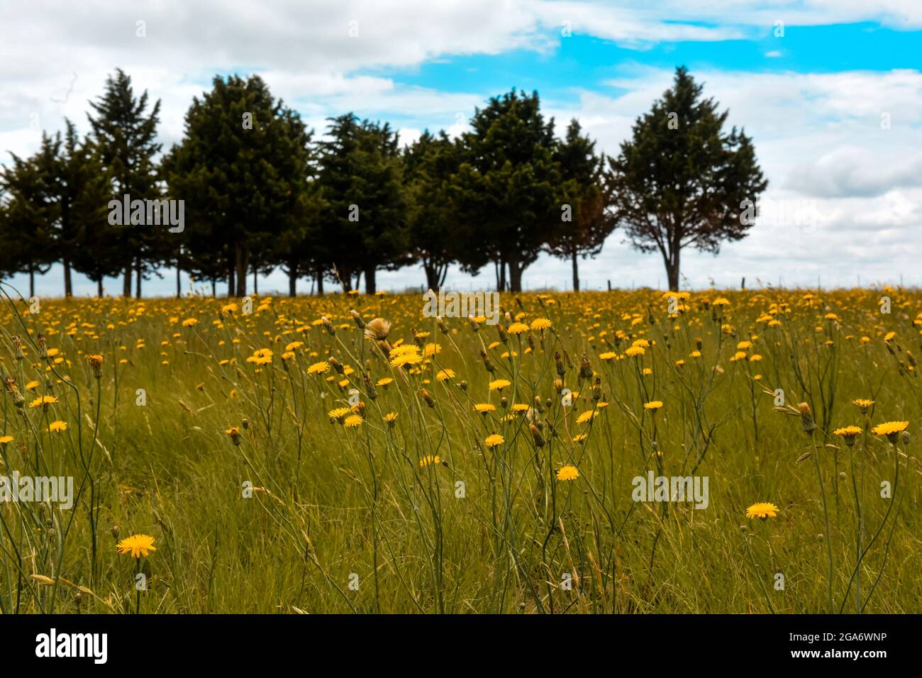 Wild flora, flowers in spring in the Pampas landscape, La Pampa ...