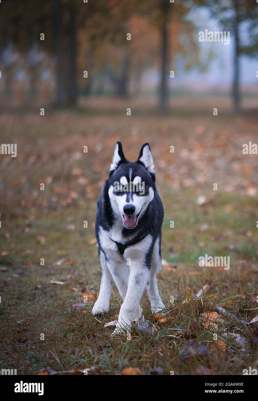Beautiful siberian husky dog with blue eyes Stock Photo - Alamy
