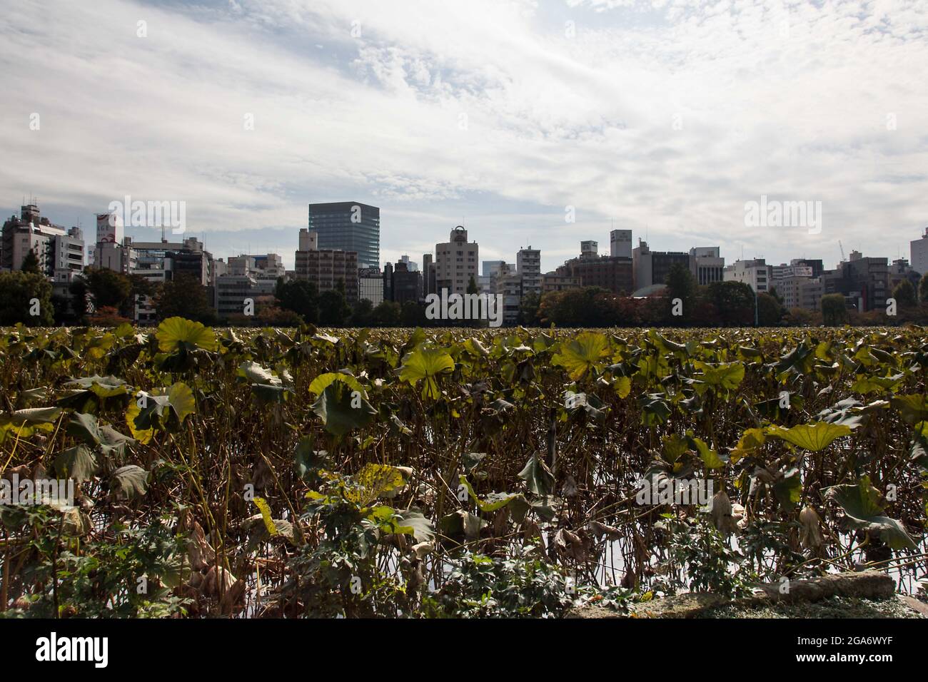 Field of vegetation with urban skyline in the background in Ueno Park ...