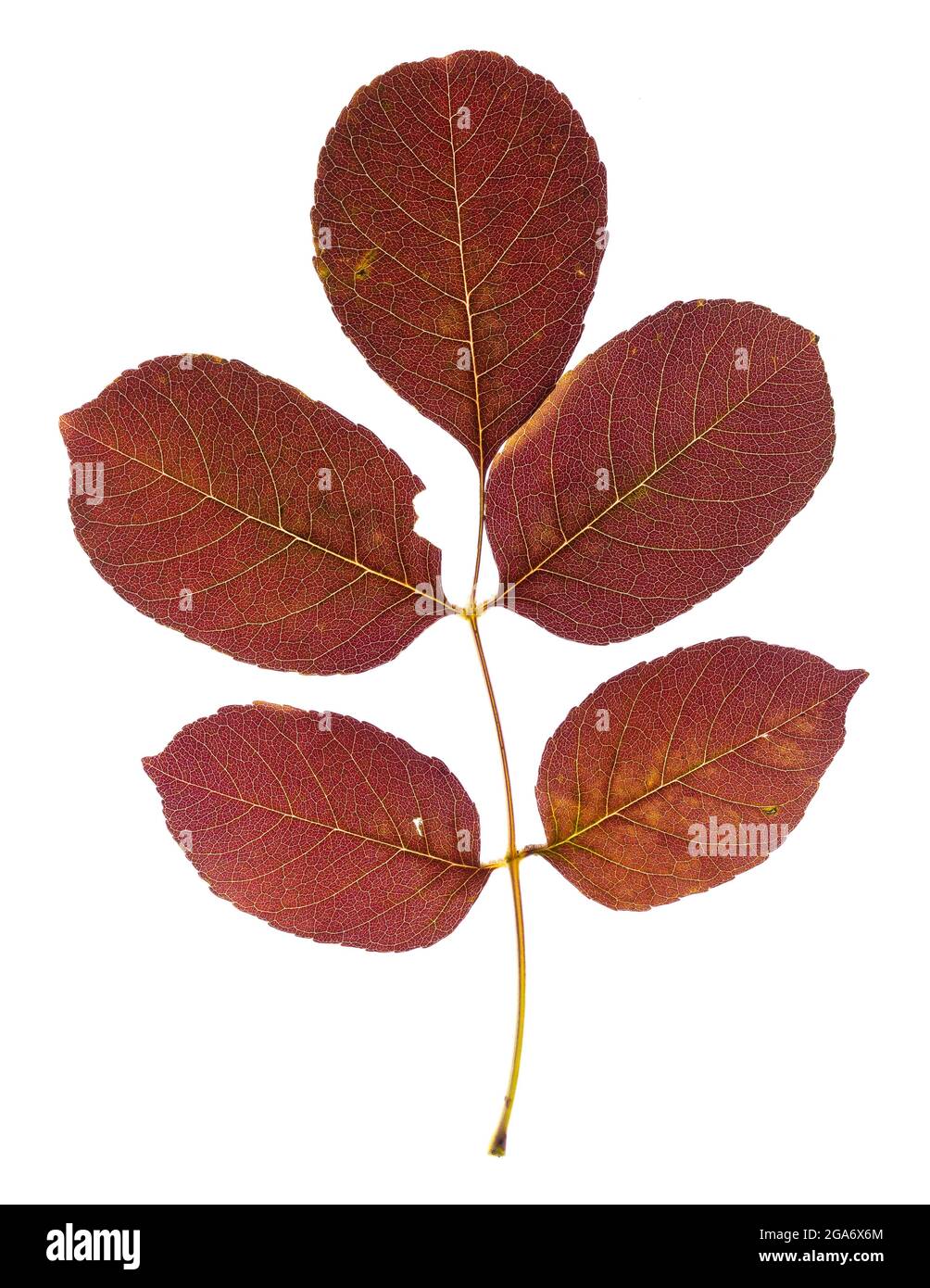 Hojas otoñales de otoño hi-res stock photography and images - Alamy