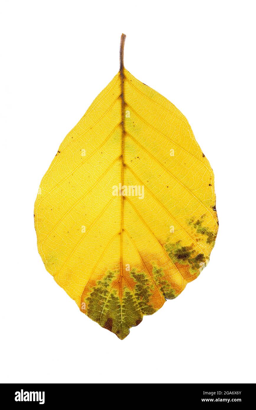 Hoja fagus sylvatica hi-res stock photography and images - Alamy