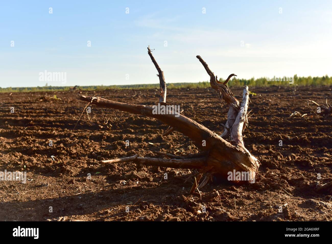Landscape on peatlands where being development of the peat. Drainage of ...