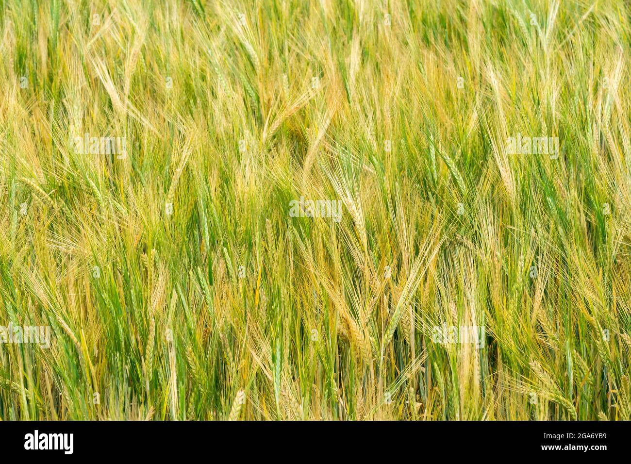 Barley production hi-res stock photography and images - Alamy