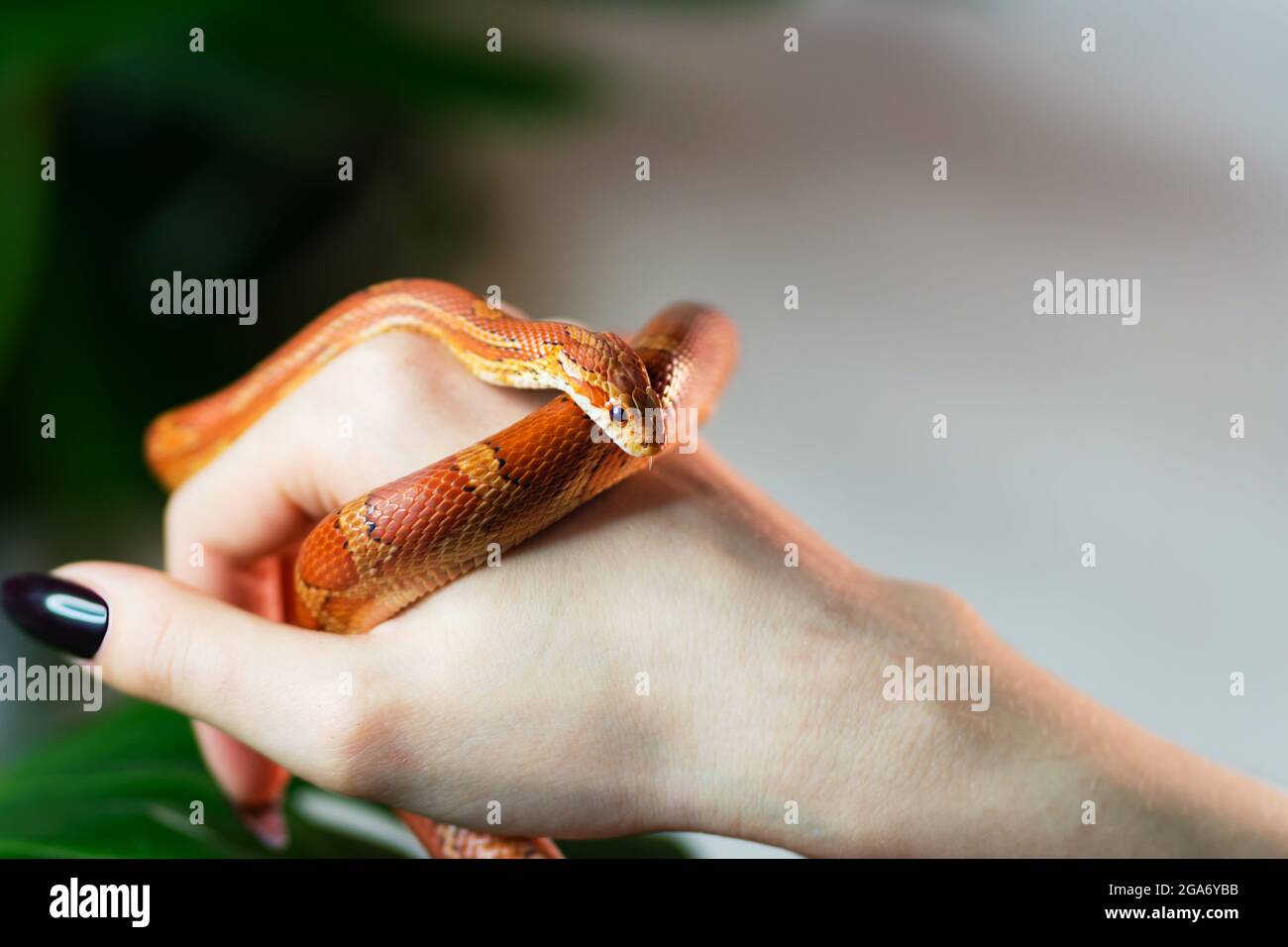 Corn snake wrapped around woman hand on green nature background. Exotic ...