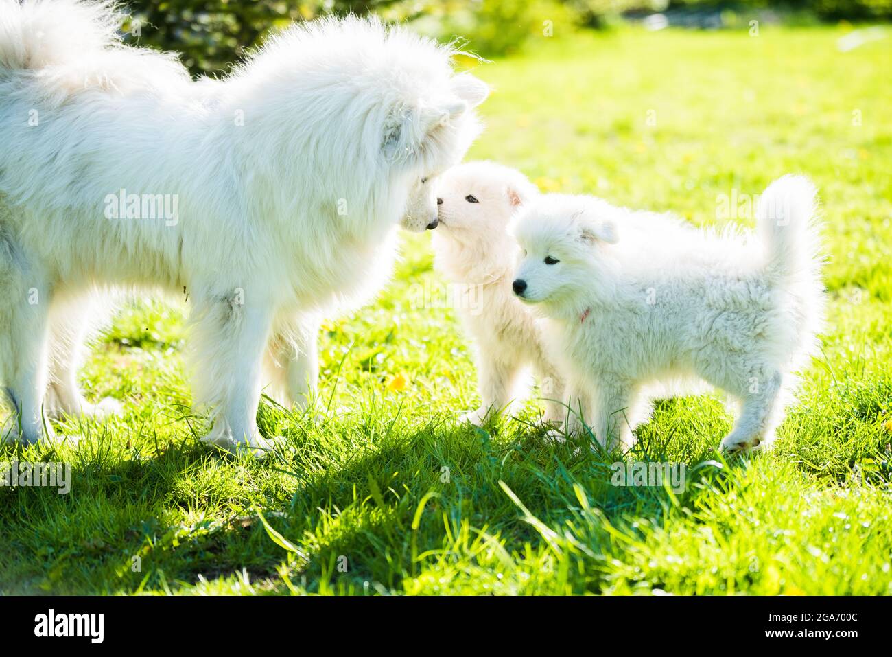 Female Samoyed dog with puppies walk in the yard on the green grass ...