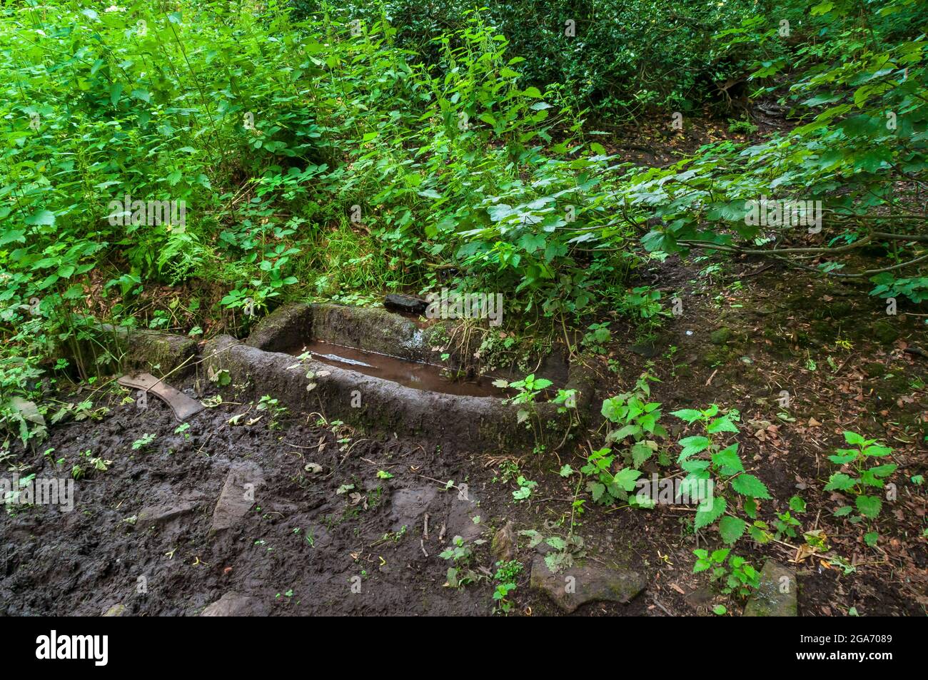 A very old stone trough collecting water from the stream in Highcliffe ...