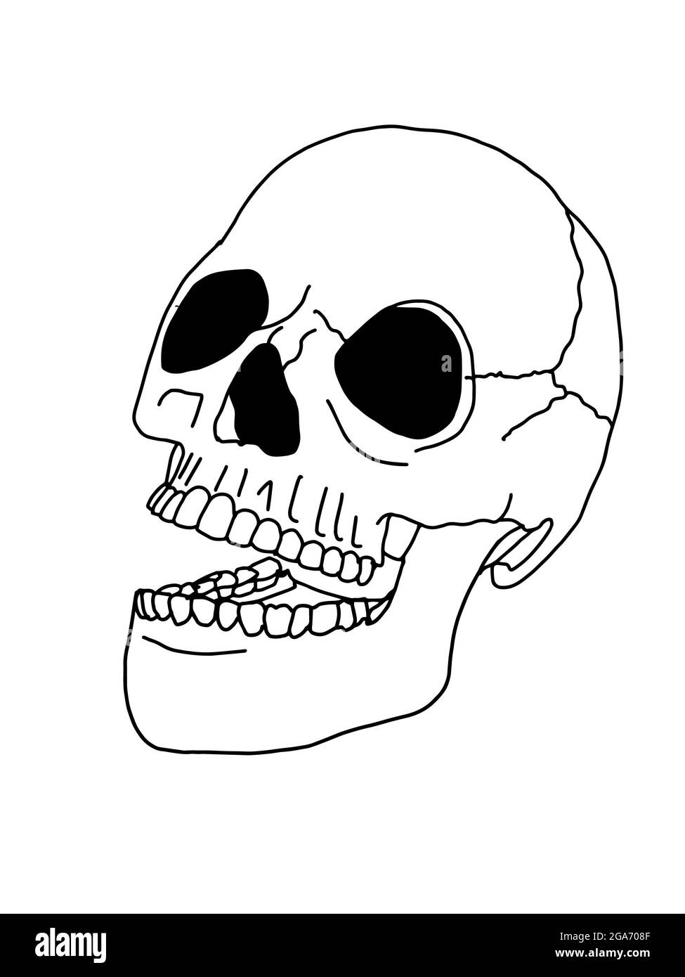 Easy To Draw Human Skull