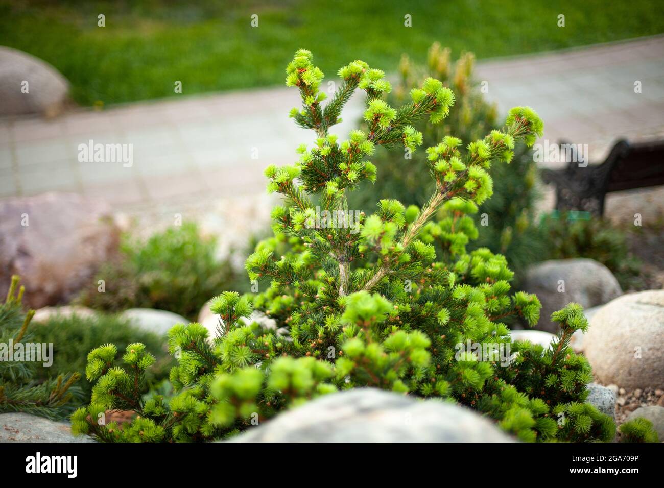 Park conifers. Landscaping in the park. Miniature trees for a suburban ...