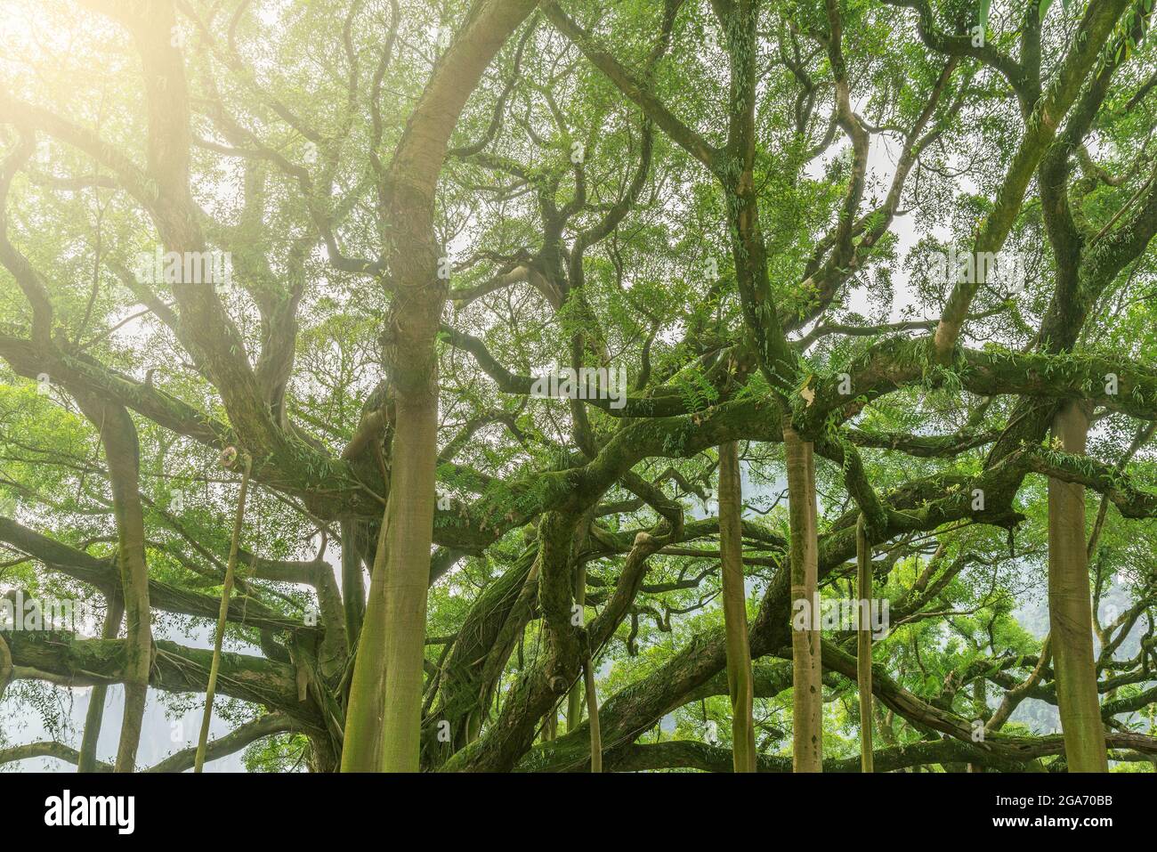 Amazing Banyan Tree branches. City park. Yangshuo. China Stock Photo ...